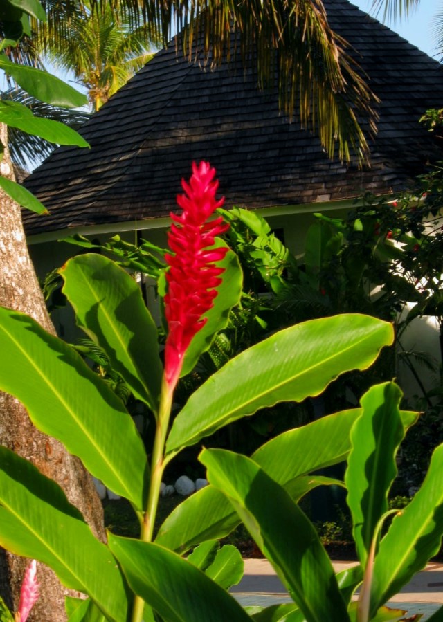 Place and Plants – Jamaican Foliage and Flowers – MINDING MY P'S WITH Q