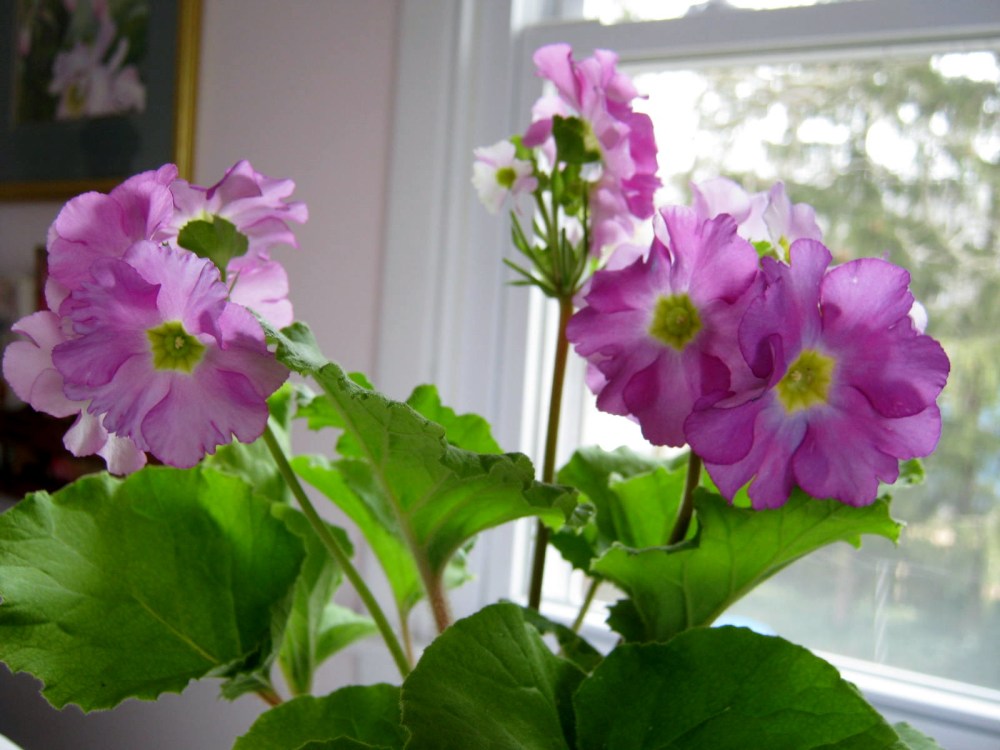 Plant and Planting – Primroses – MINDING MY P'S WITH Q