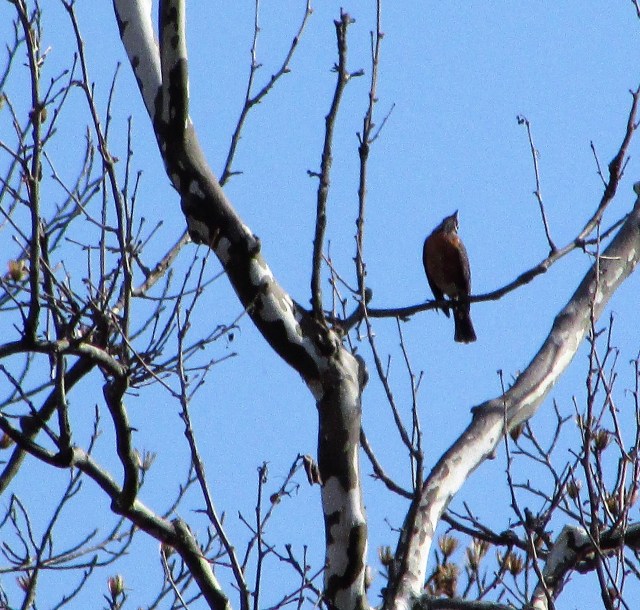 Photographs – March Quickening/Buds, Blooms and Birds – MINDING MY P'S ...