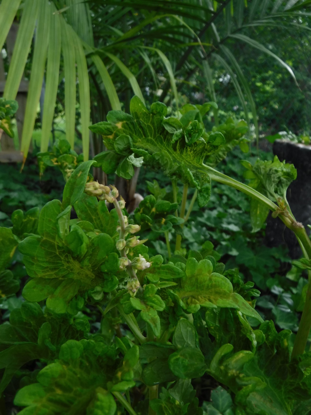 Planting – Selective Cross-Pollination – MINDING MY P'S WITH Q