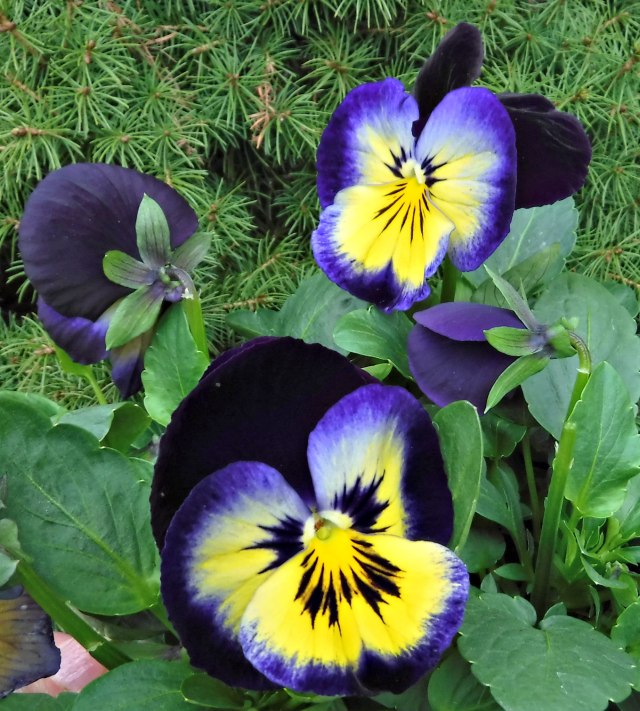 Phlowers – Matrix Yellow Purple Wing Pansy – MINDING MY P'S WITH Q