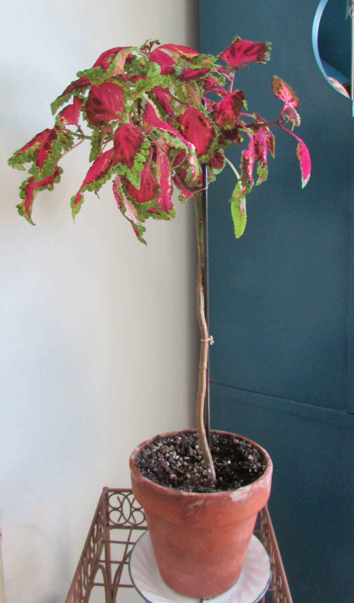 Plants – The Big Coleus Transplant – Hooray! – MINDING MY P'S WITH Q