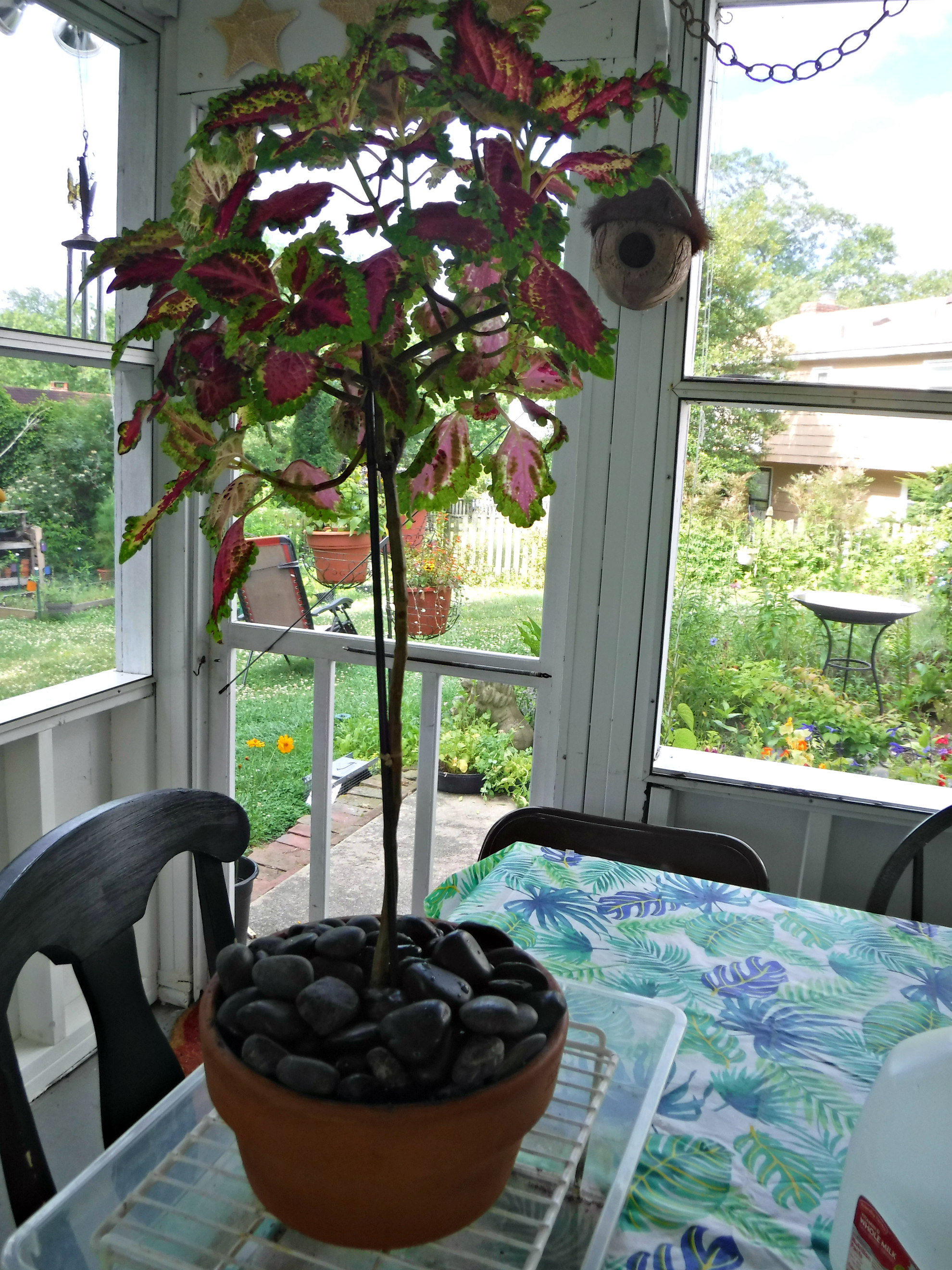 Plants – Coleus Week/Creating a Topiary Tree- Part II – MINDING MY P'S ...
