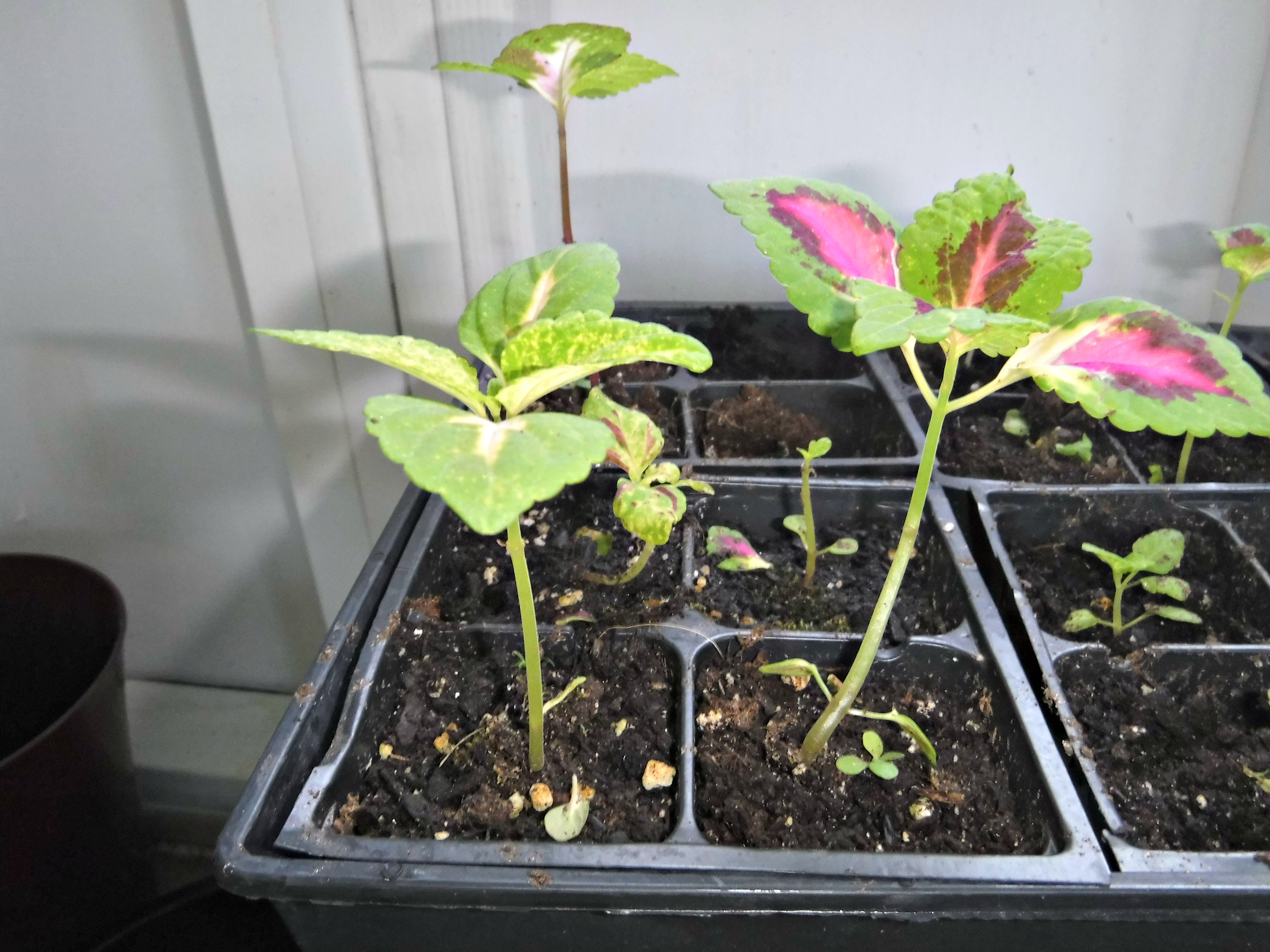 Plants – Coleus Week/Creating a Topiary Tree- Part I – MINDING MY P'S ...