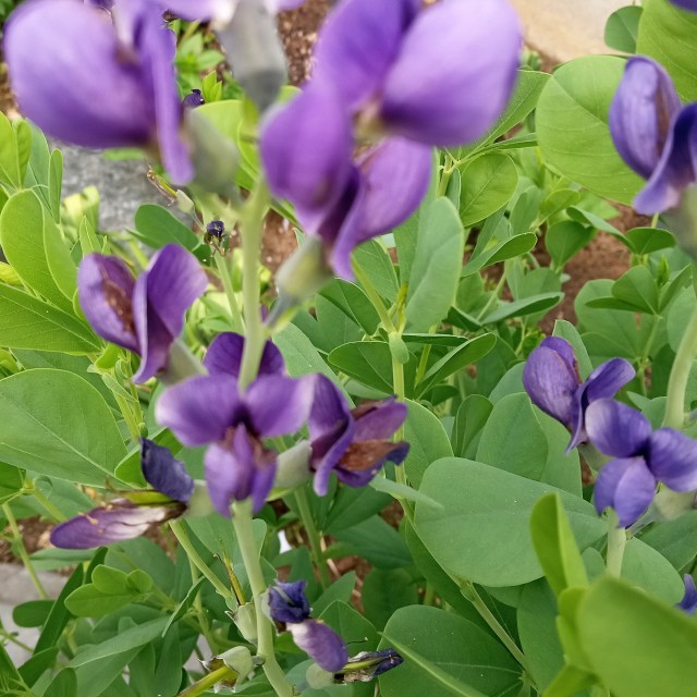 Plant – False Indigo (Baptisia australis) – MINDING MY P'S WITH Q