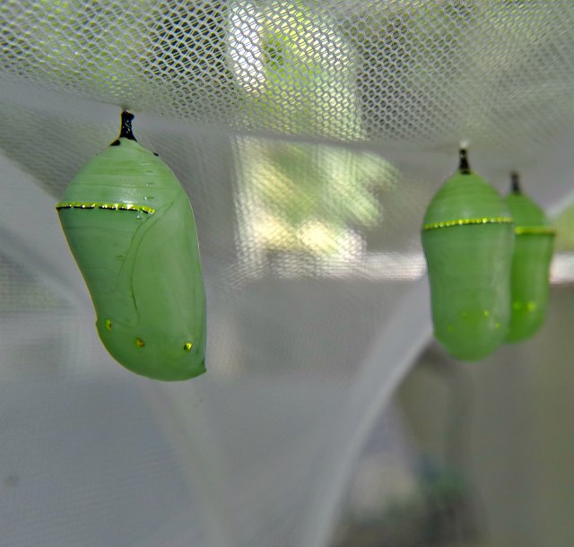 MINDING MY P'S WITH Q – A LOT OF P'S WITH A BIT OF QUIRKINESS THROWN IN ...